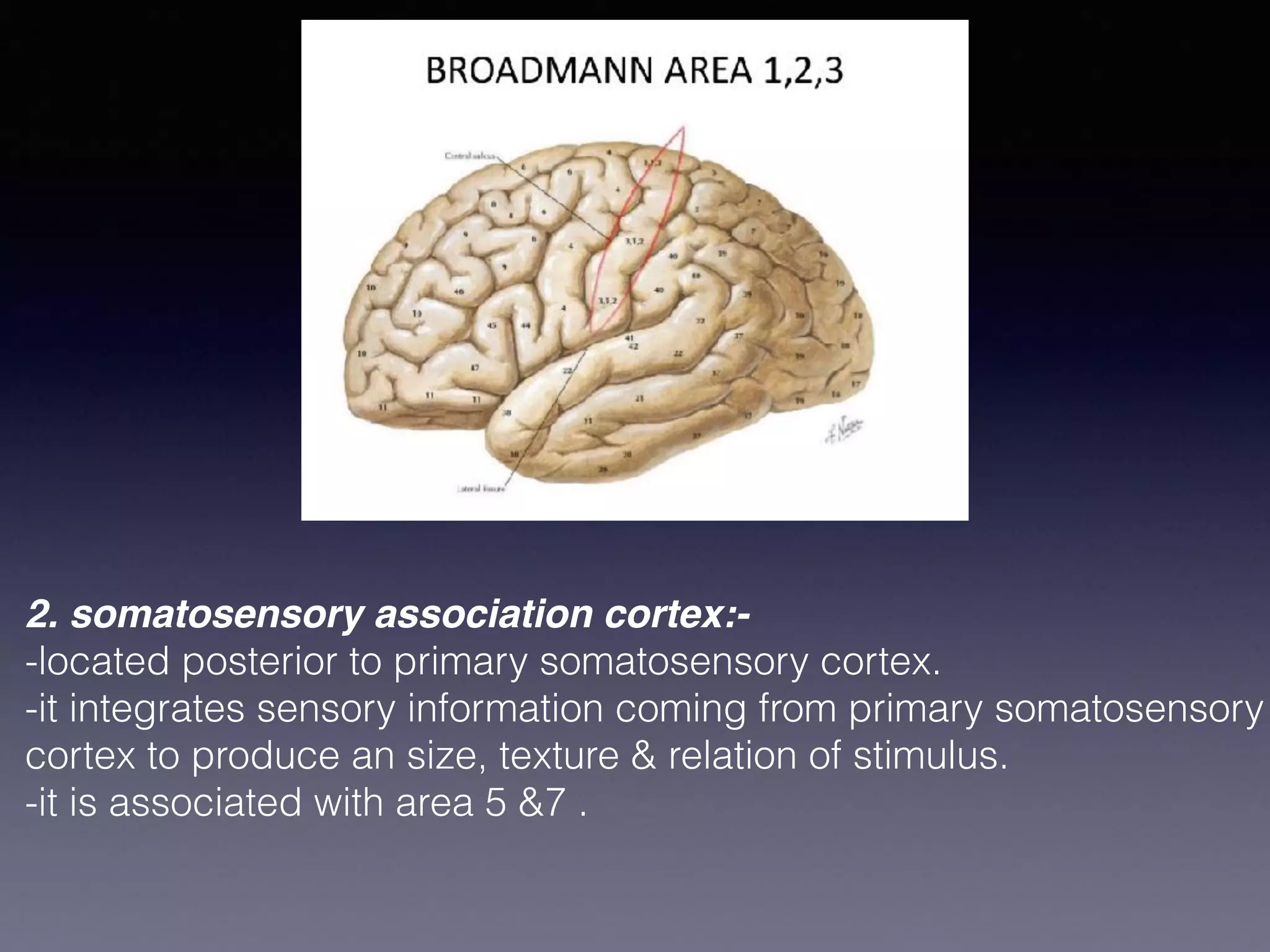 Cerebral cortex ppt | PDF