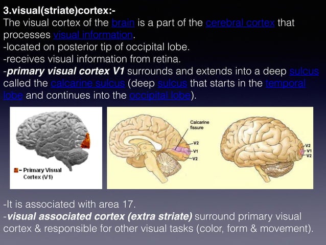Cerebral cortex ppt | PDF | Brain and Nervous System Disorders | Diseases and Conditions