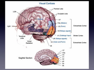 Cerebral cortex ppt | PDF