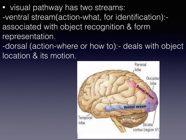 Cerebral cortex ppt | PPT