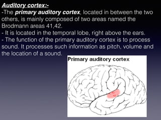 Cerebral cortex ppt | PDF