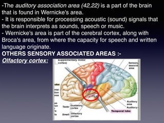 Cerebral cortex ppt | PDF