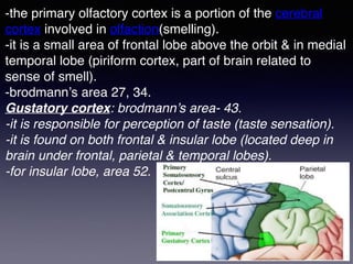 Cerebral cortex ppt | PDF