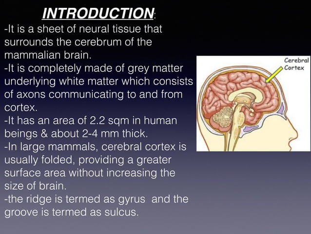 Cerebral cortex ppt | PDF | Brain and Nervous System Disorders | Diseases and Conditions