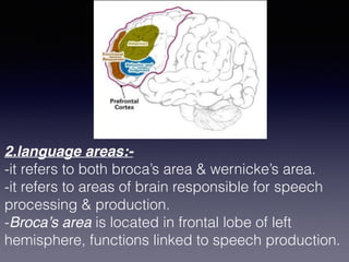Cerebral cortex ppt | PDF