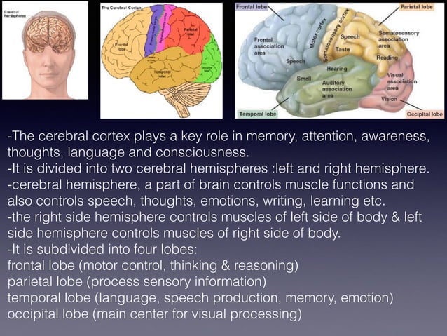 Cerebral cortex ppt | PDF | Brain and Nervous System Disorders | Diseases and Conditions