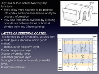 Cerebral cortex ppt | PDF