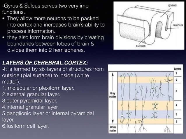 Cerebral cortex ppt | PPT