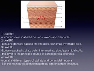 Cerebral cortex ppt | PDF