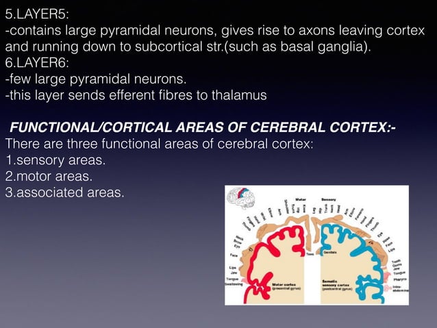 Cerebral cortex ppt | PPT