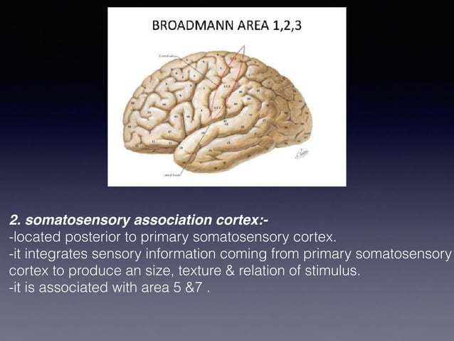 Cerebral cortex ppt | PPT