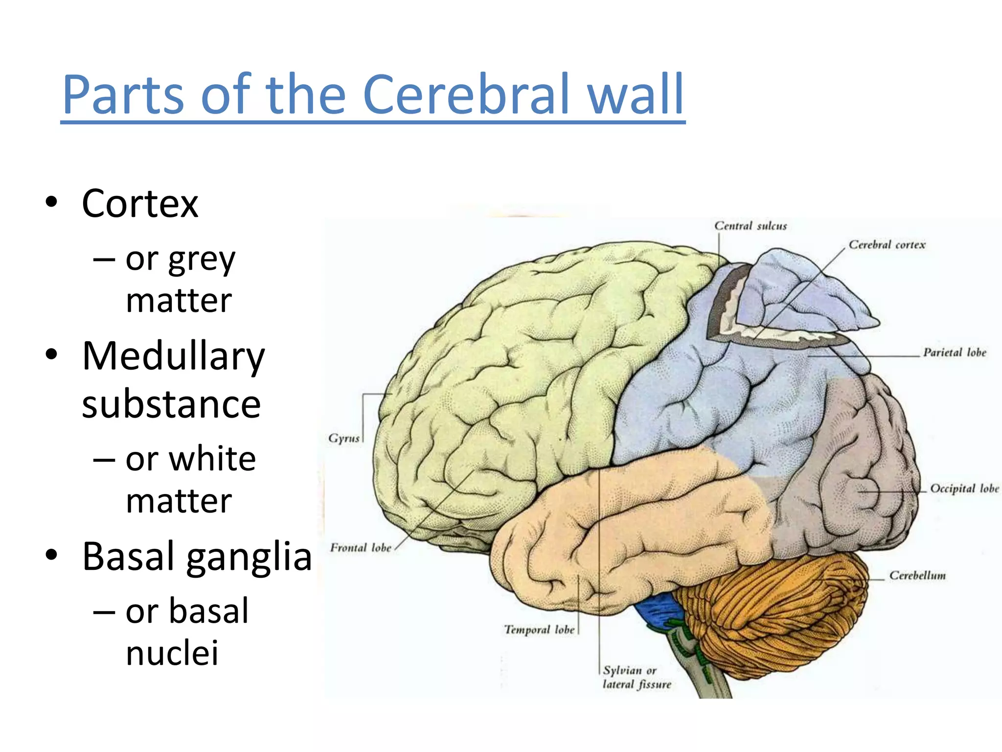 CEREBRAL CTX.pptx