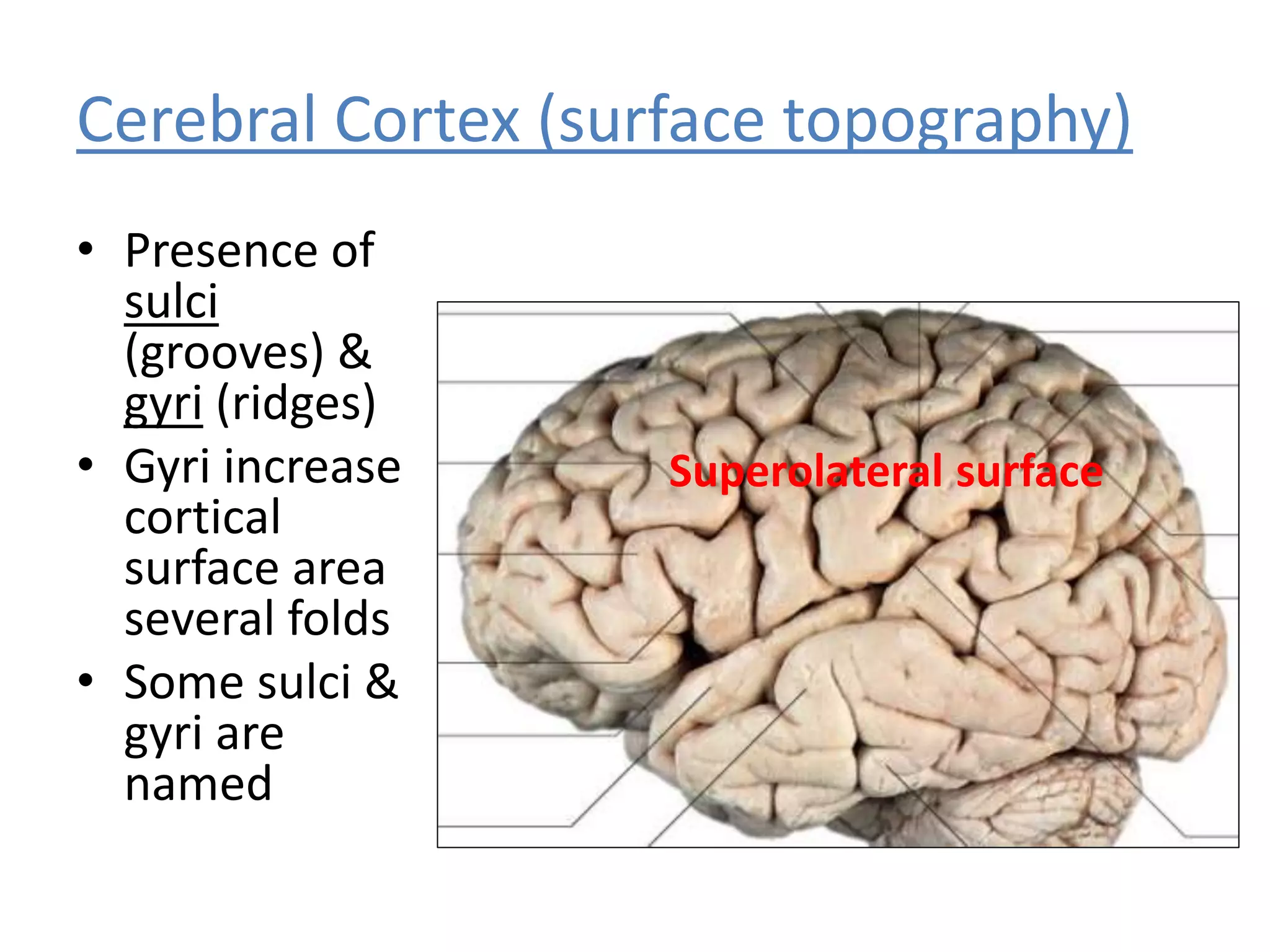 CEREBRAL CTX.pptx