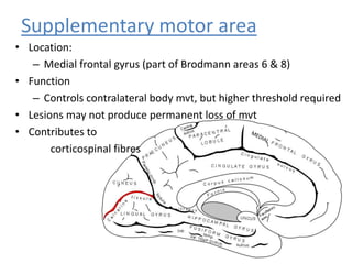 CEREBRAL CTX.pptx
