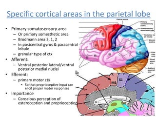 CEREBRAL CTX.pptx