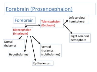 CEREBRAL CTX.pptx | Brain and Nervous System Disorders | Diseases and ...