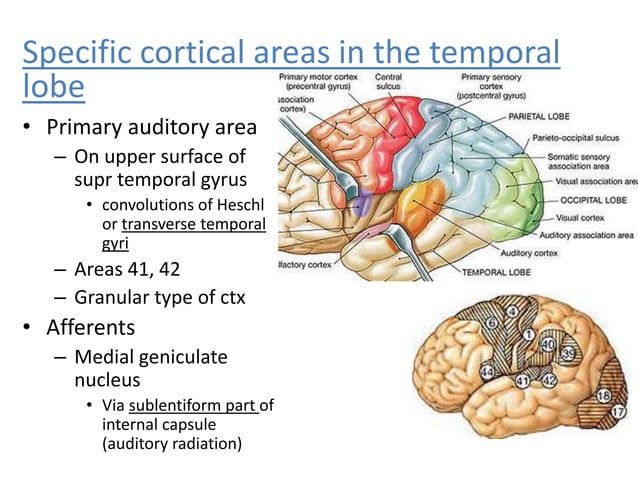 CEREBRAL CTX.pptx | Brain and Nervous System Disorders | Diseases and ...