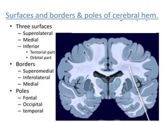 CEREBRAL CTX.pptx