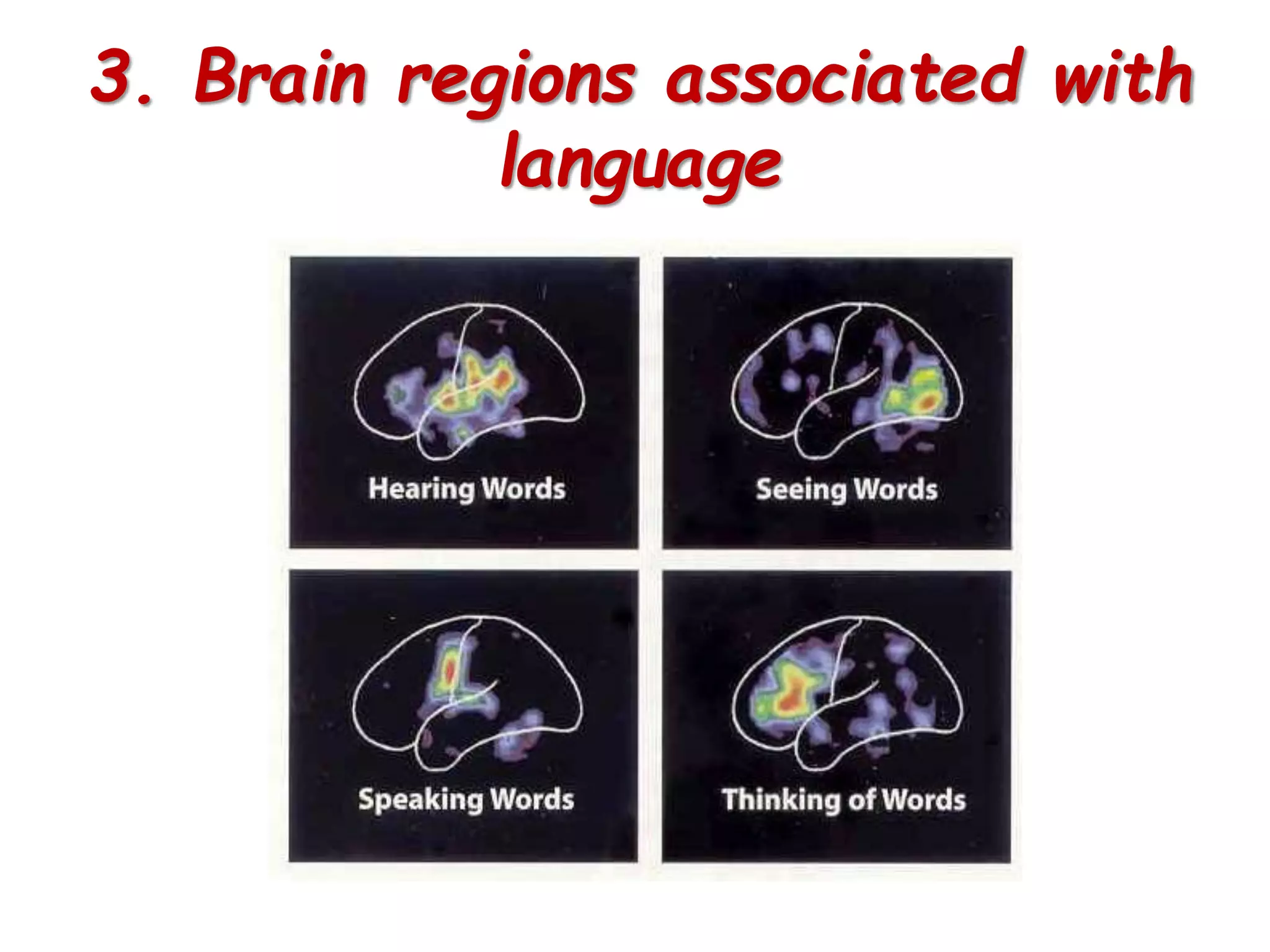 Cerebral dominance and language | PPTX