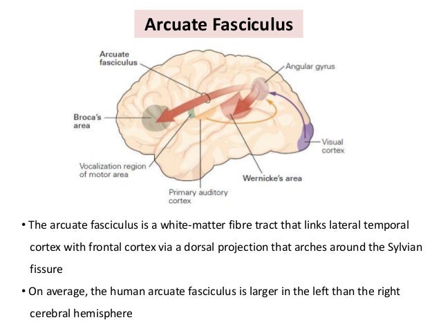 Cerebral dominance and language