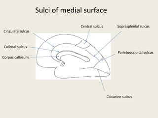 Cerebral hemisphere | PPTX