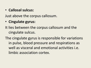 Cerebral hemisphere | PPTX