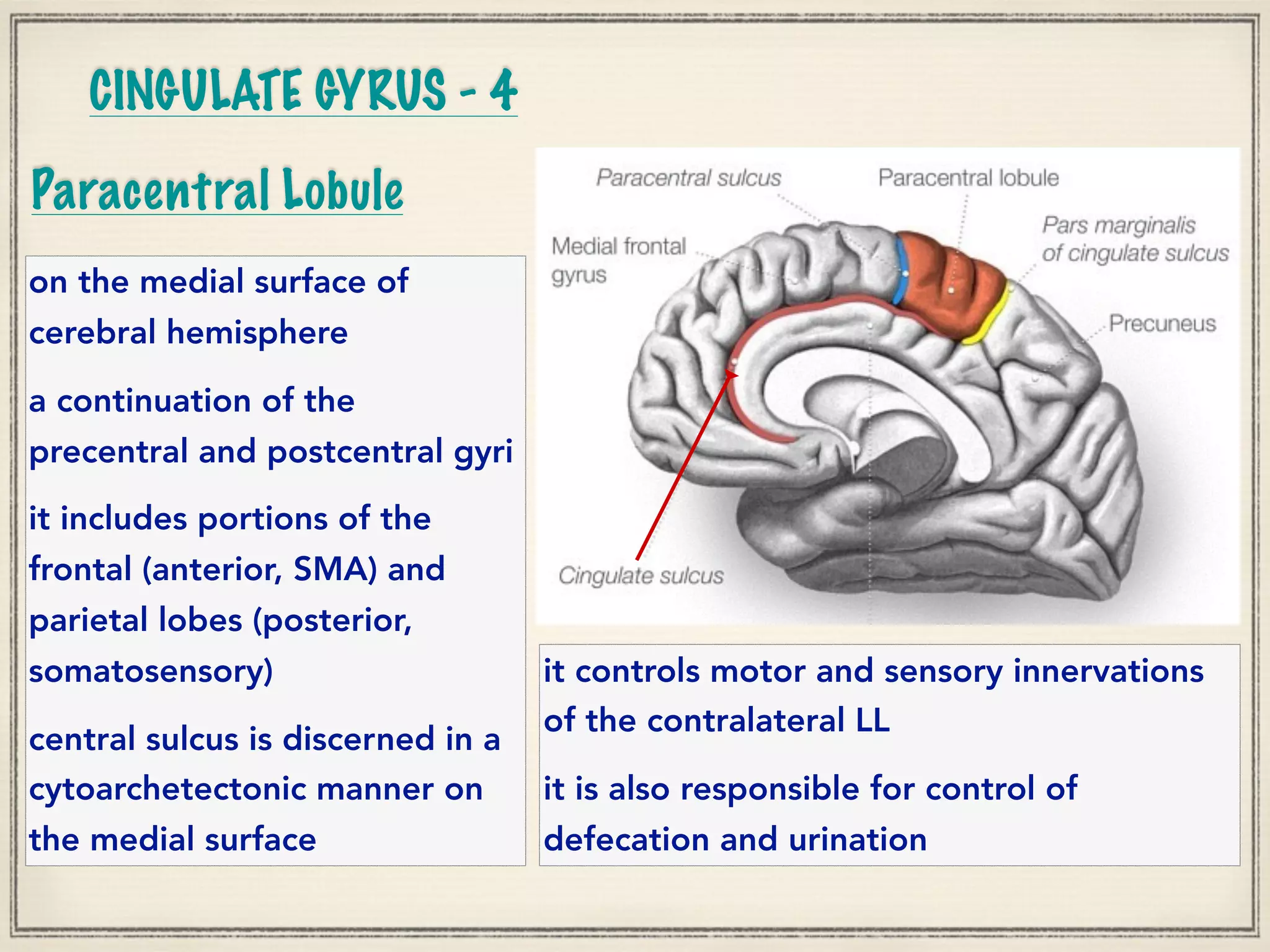 Cerebral localization part (1) | PDF