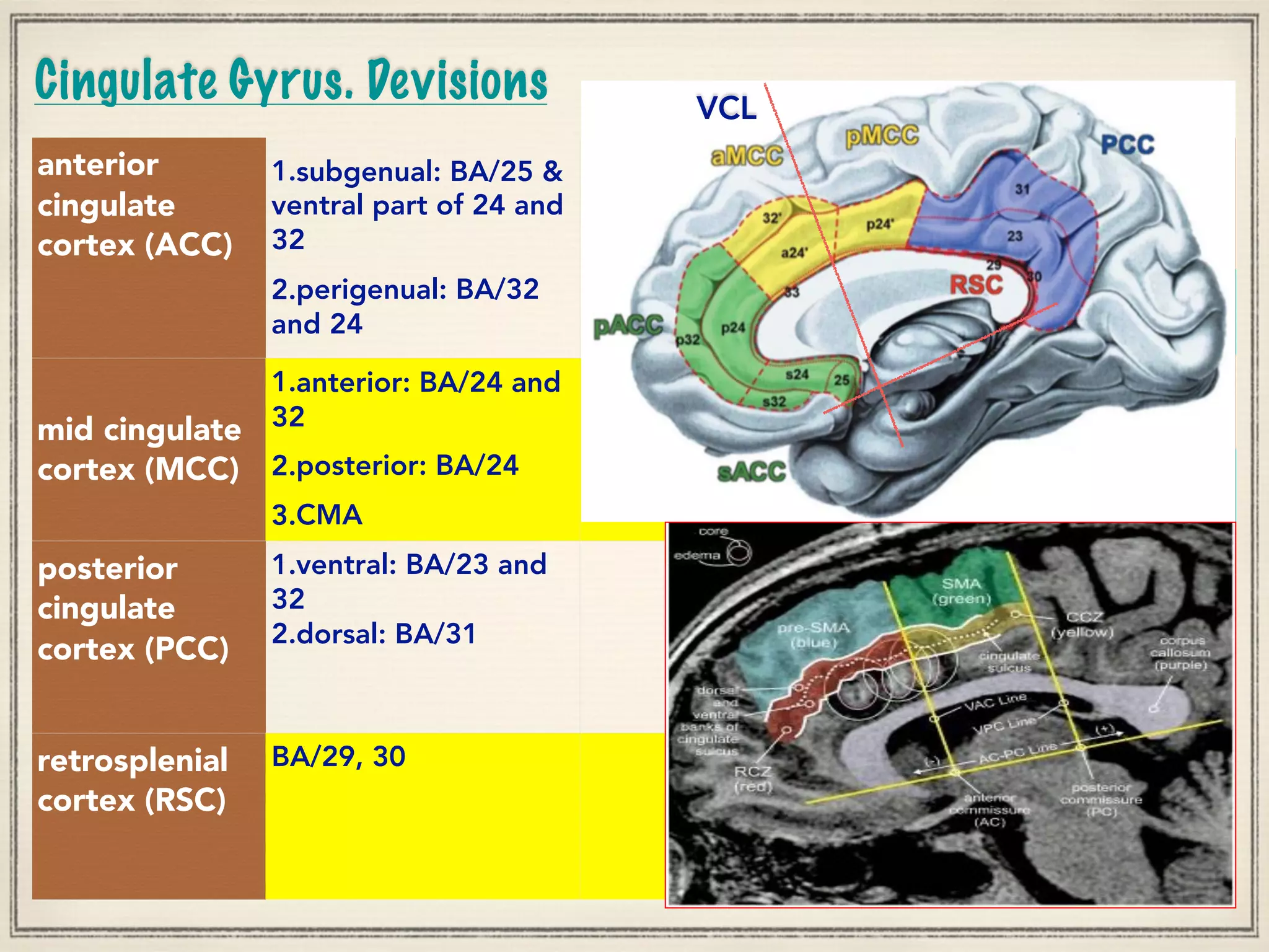 Cerebral localization part (1) | PDF