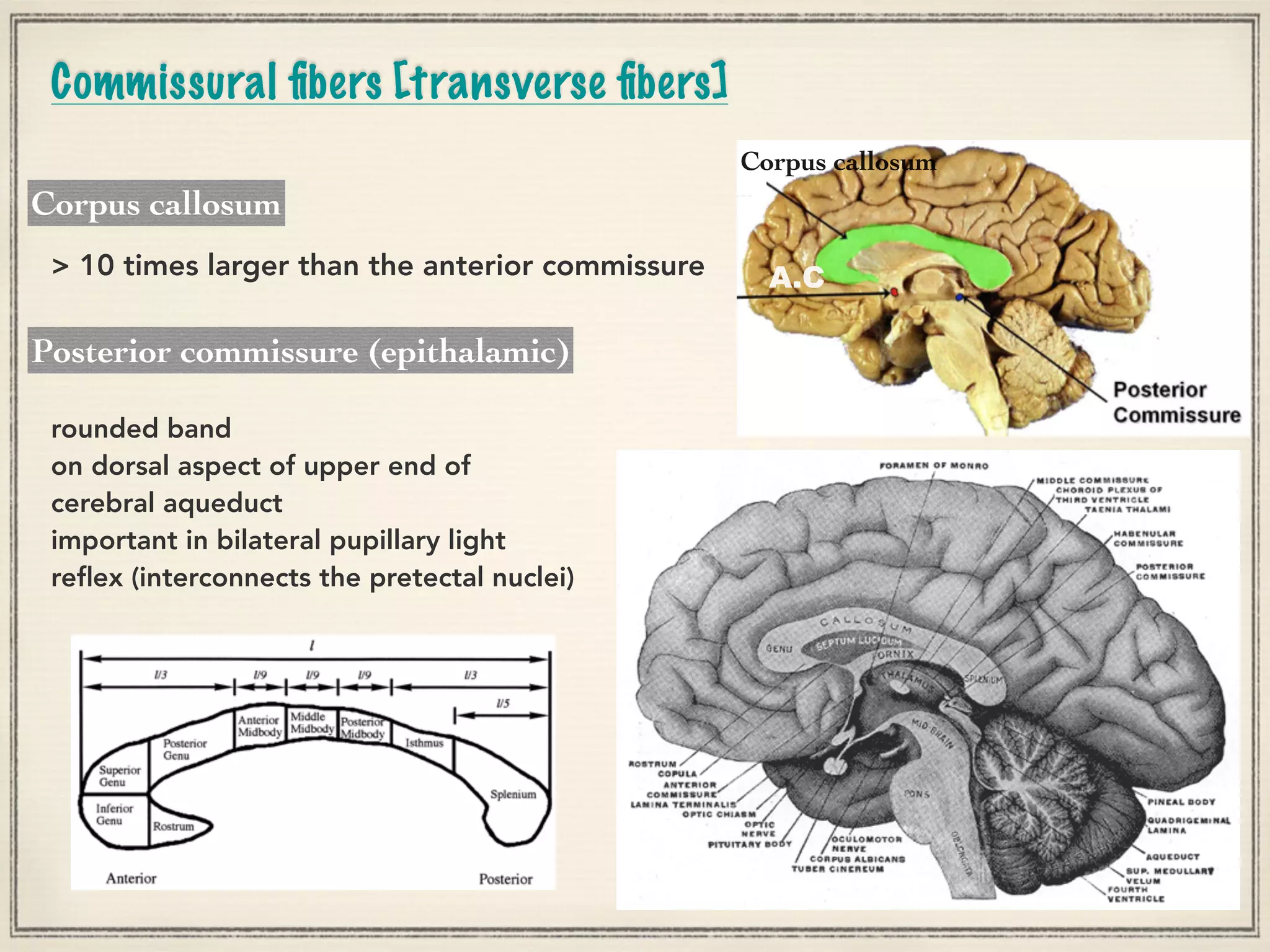 Cerebral localization part (1) | PDF