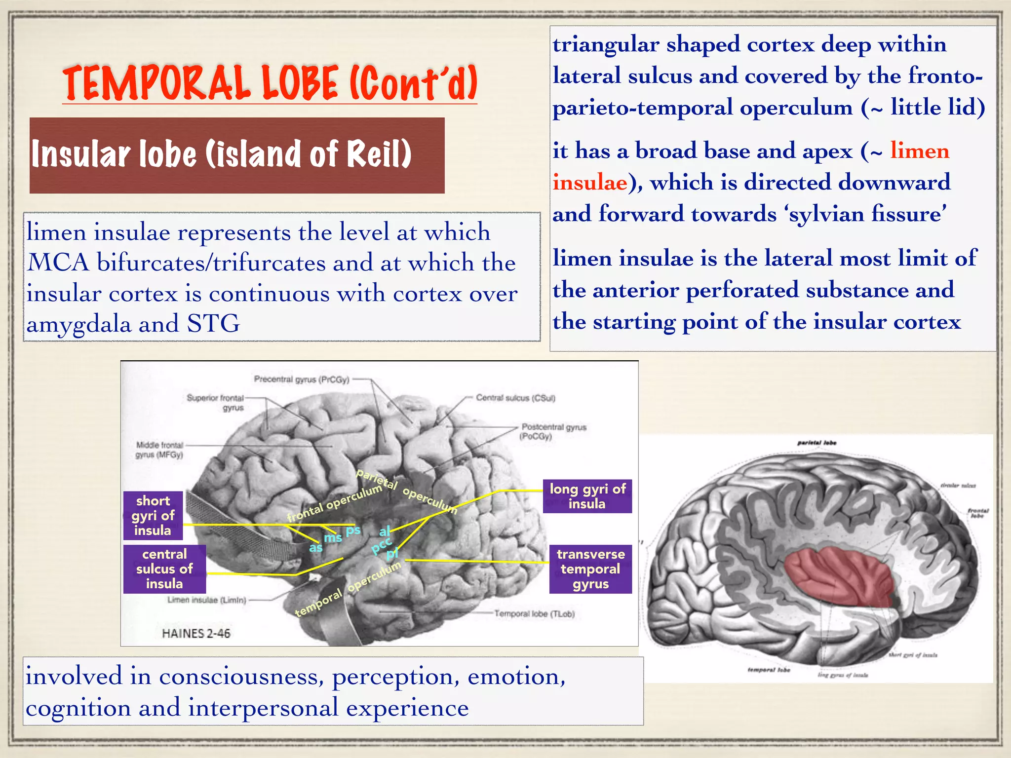 Cerebral localization part (1) | PDF