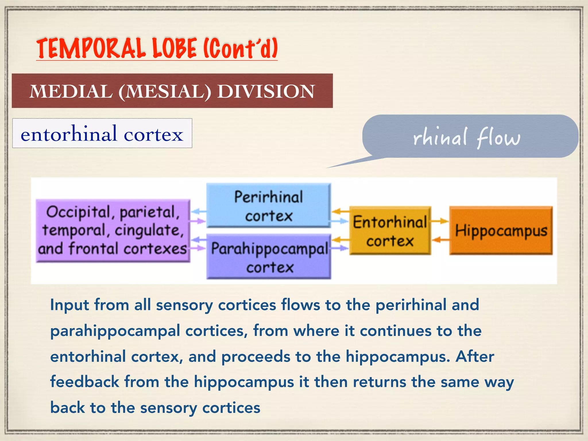 Cerebral localization part (1) | PDF