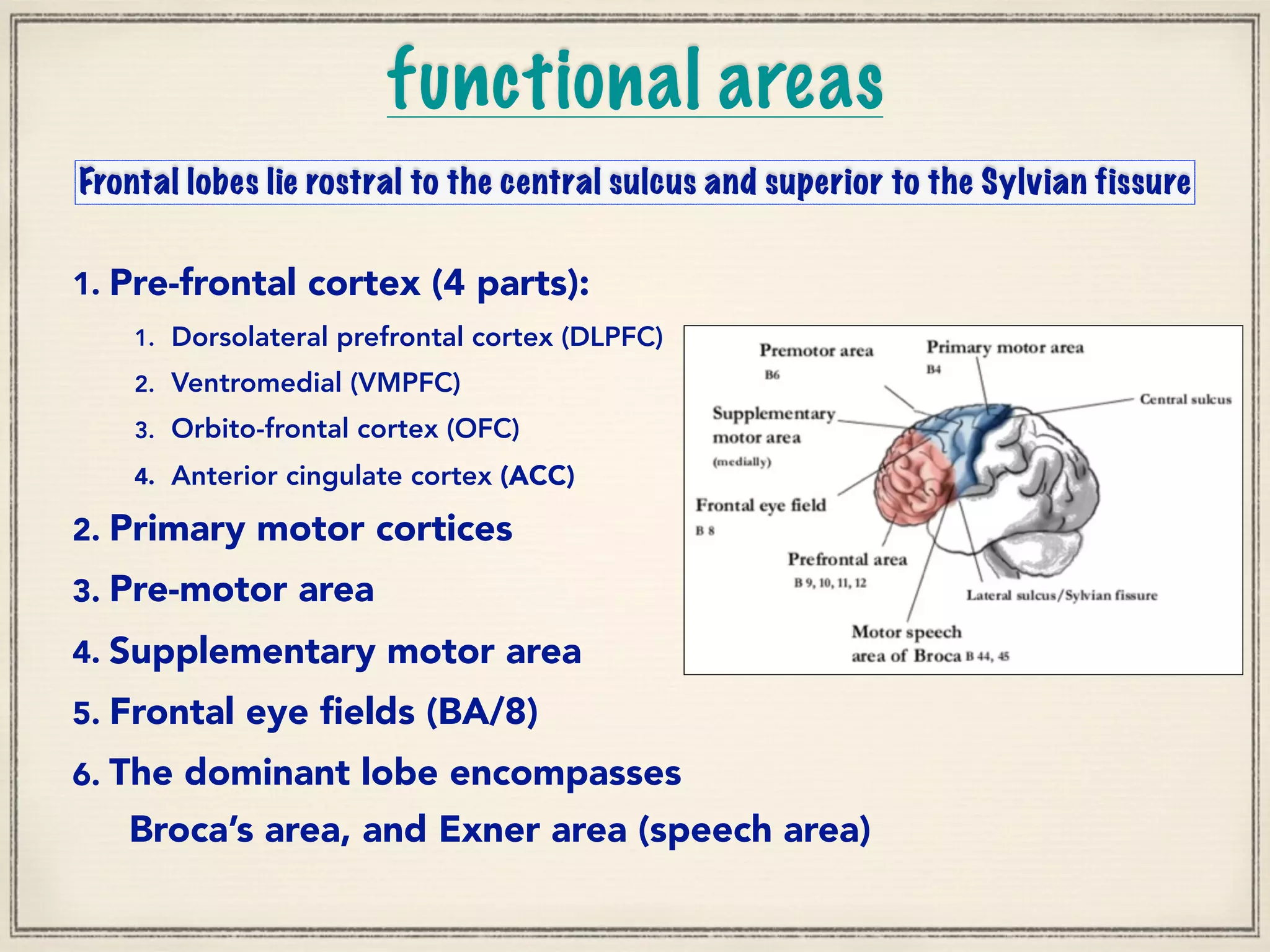 Cerebral localization part (1) | PDF