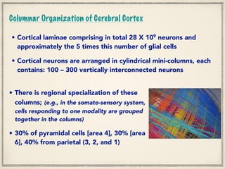 Cerebral localization part (1) | PDF