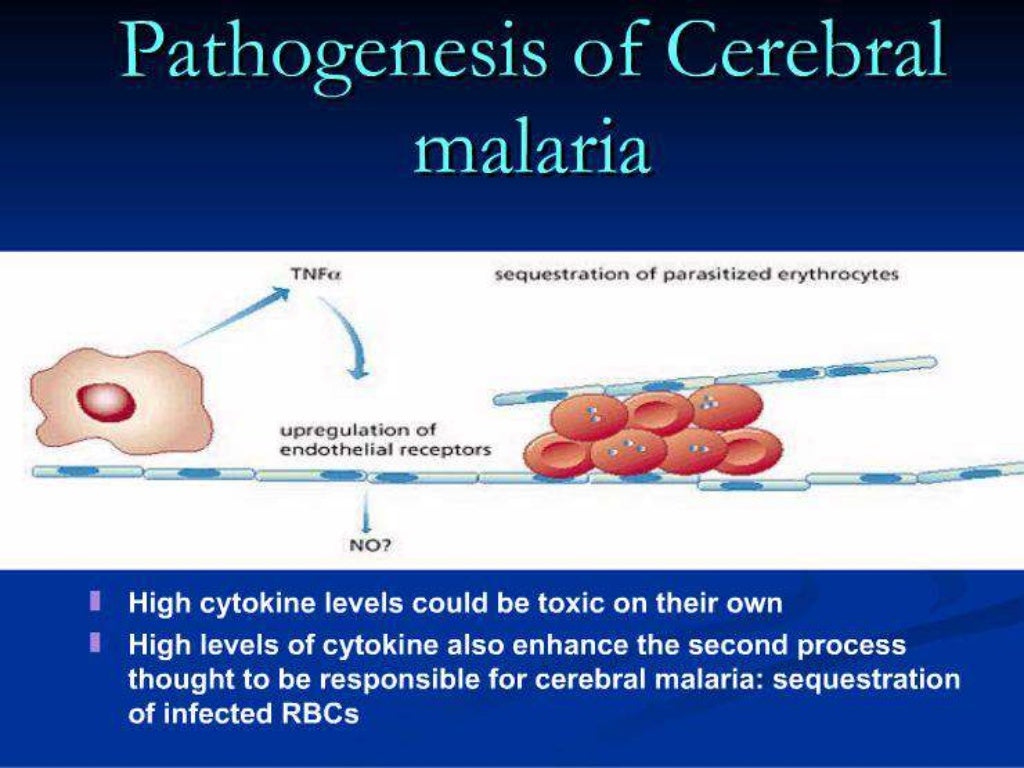 Cerebral malaria lec
