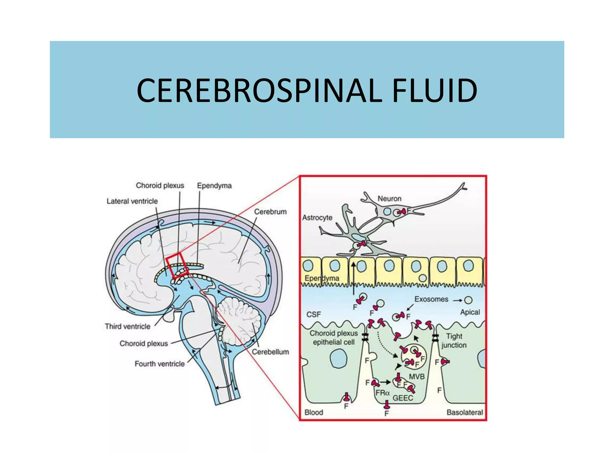 Cerebral physiology and effects of anaesthetic agents | PPTX