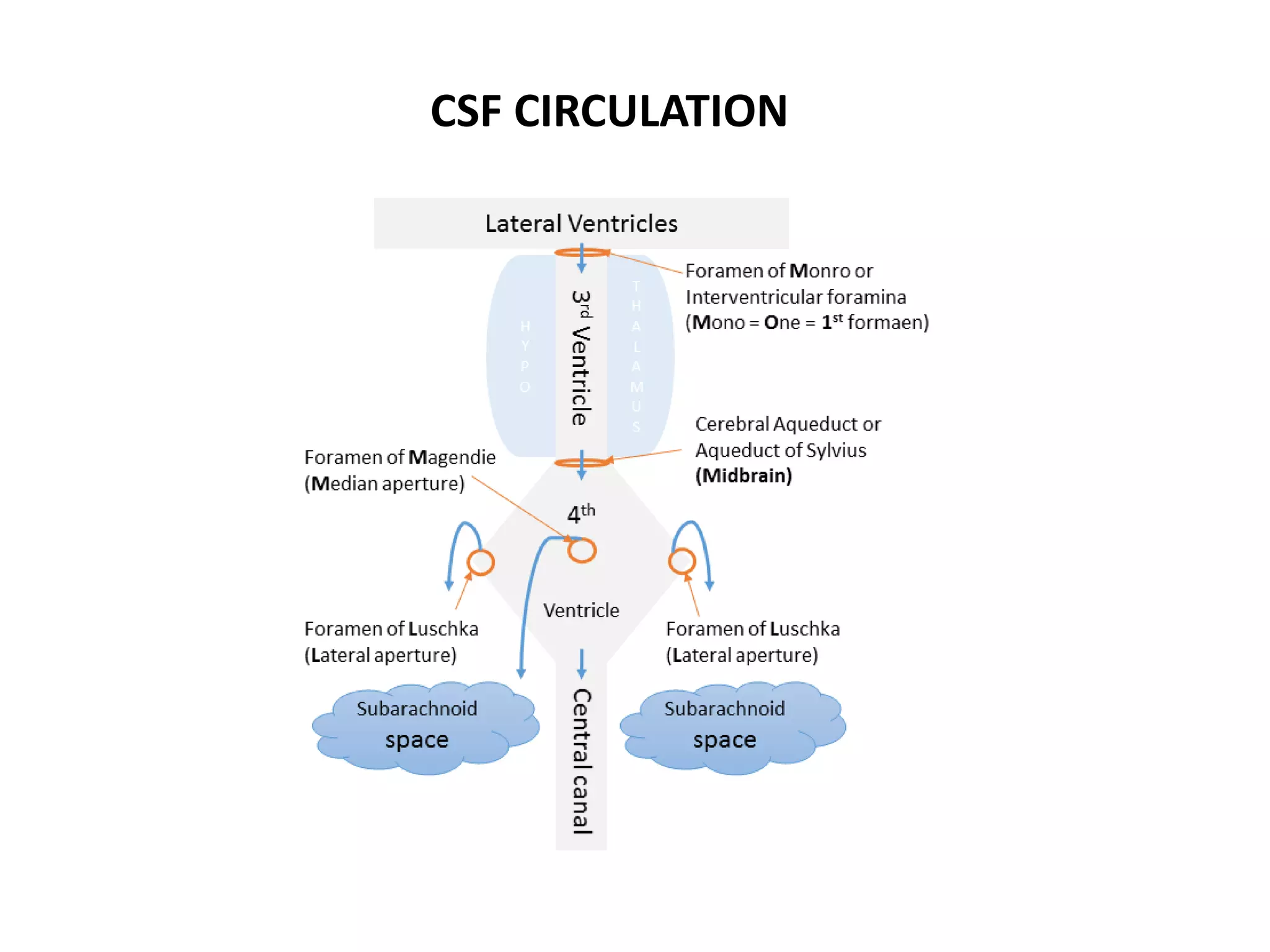 Cerebral physiology and effects of anaesthetic agents | PPTX
