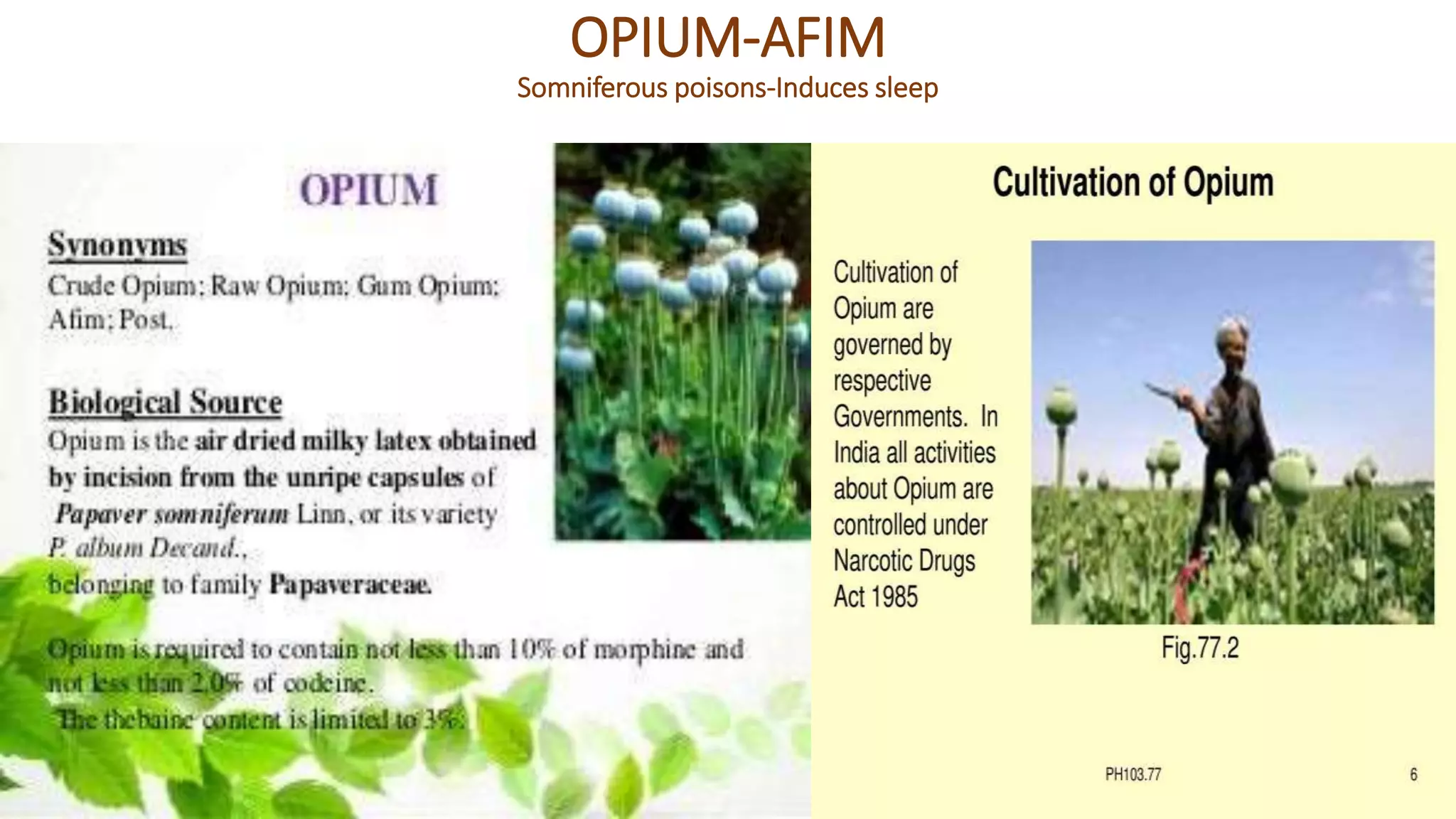 Cerebral Poisoning-Opium.pptx