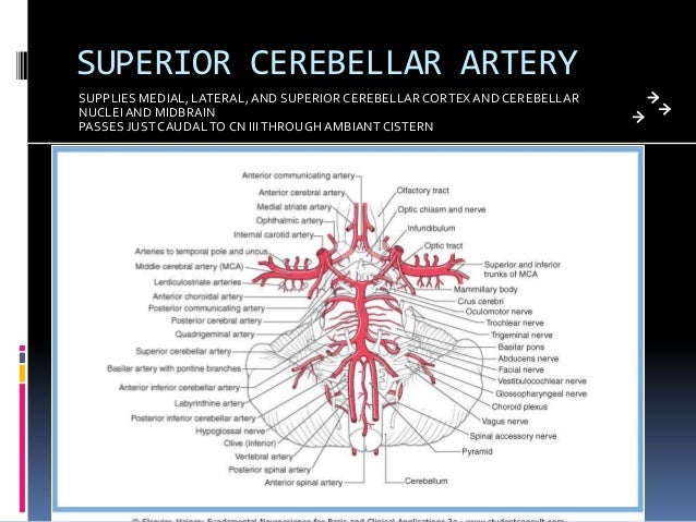 Cerebral Vascular Lecture