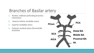 Cerebral Vascular Anatomy and CSF Pathway.pptx