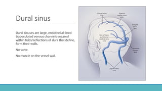 Cerebral Vascular Anatomy and CSF Pathway.pptx