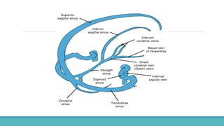 Cerebral Vascular Anatomy and CSF Pathway.pptx