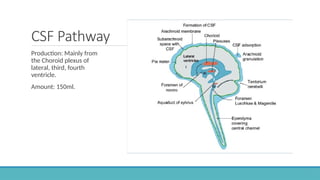 Cerebral Vascular Anatomy and CSF Pathway.pptx