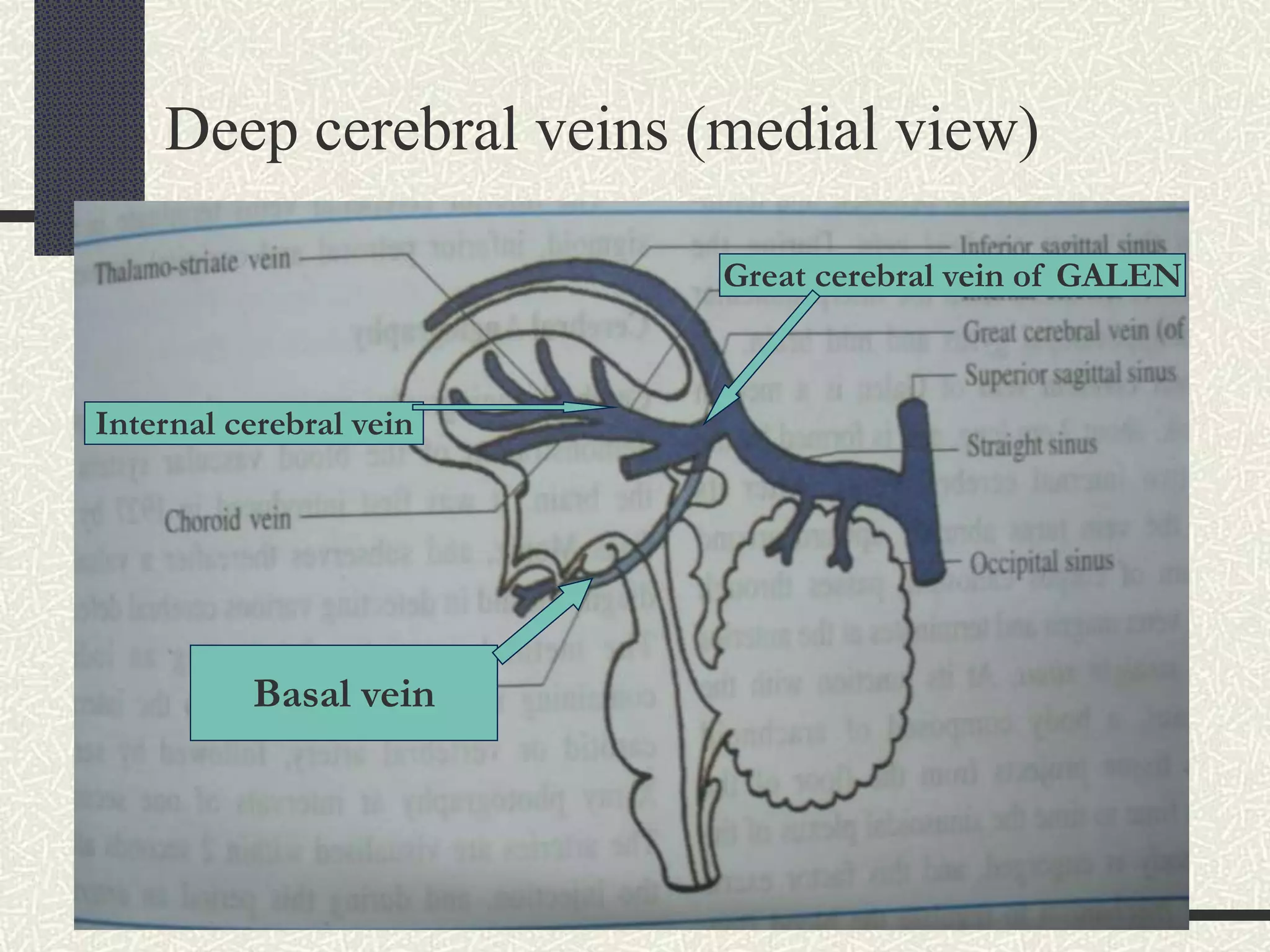 Cerebral vasculature | PPTX
