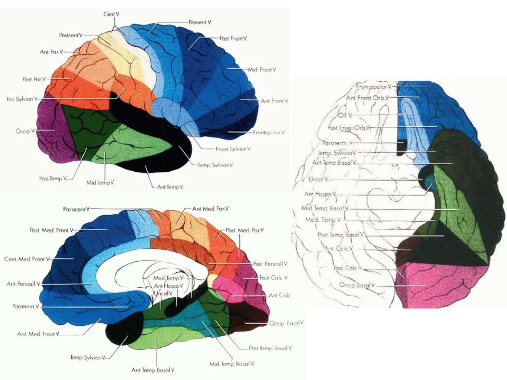 Cerebral hemisphere and Lateral ventricular Venous Anatomy | PPT