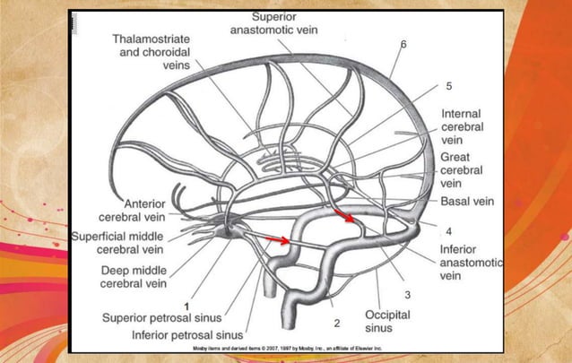 Cerebral venous sinuses | PPT