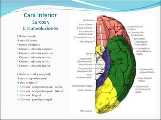 Cerebro | PPT