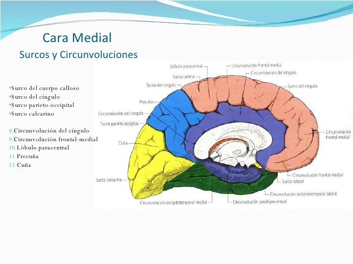 Cerebro