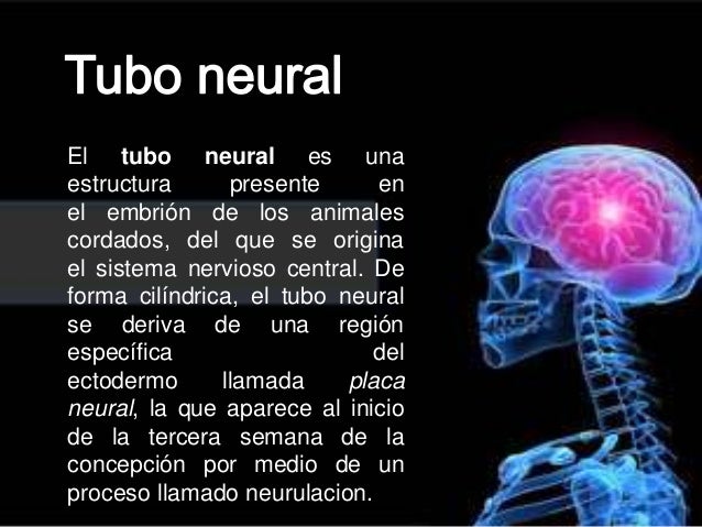 Cerebro y Tubo neural