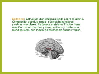 Cerebro | PPT