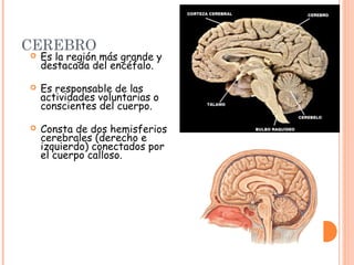 Cerebro | PPT